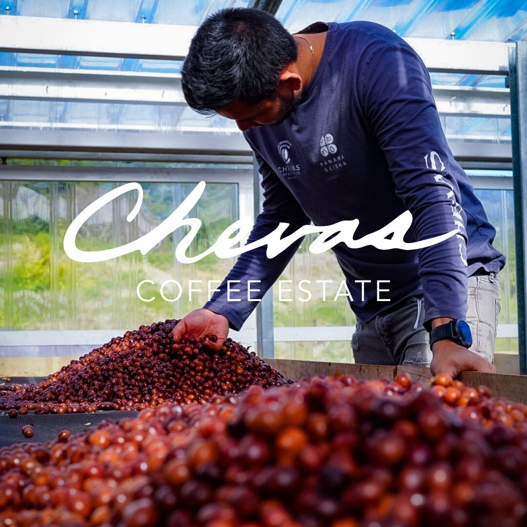 Floral or fruity – exploring two lots from Chevas Coffee Estate ...