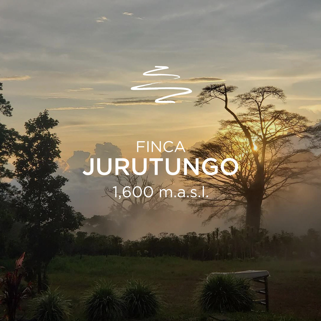 The two that Tangoed: Nuguo Washed and Jurutungo Natural by Café Galla ...