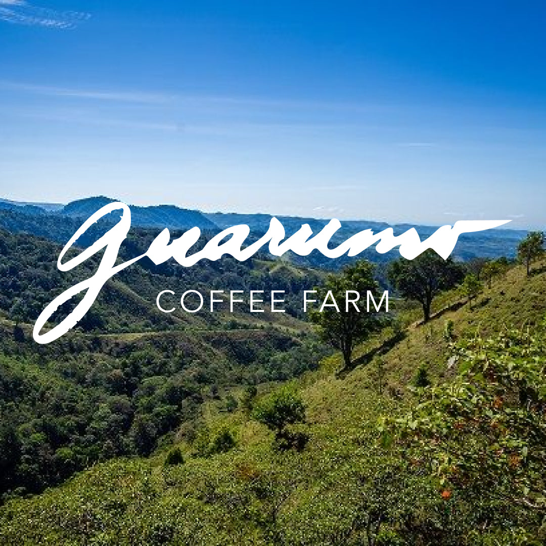 Taste the sunshine in a cup from Guarumo Coffee Farm, Geisha Natural ...