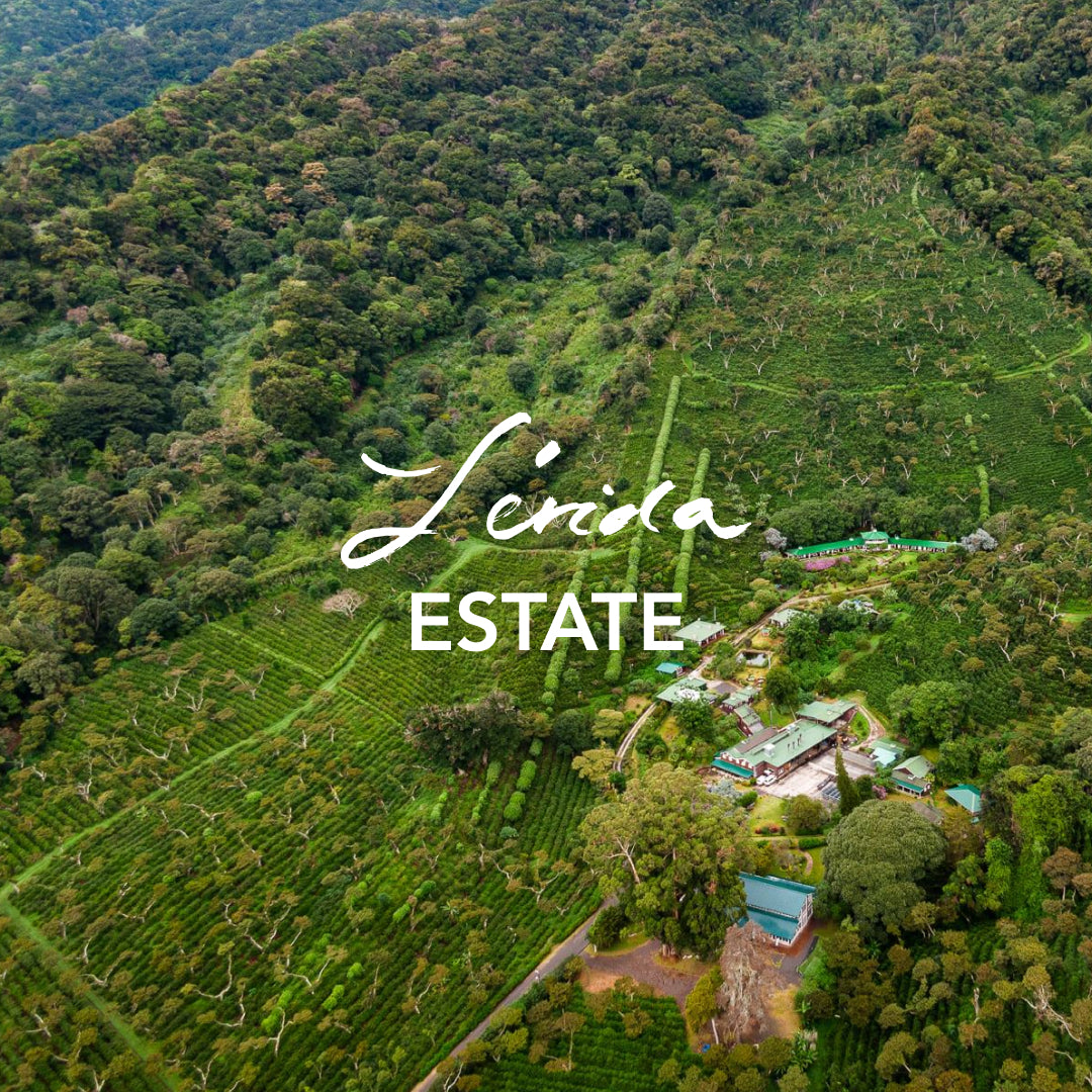 A clean cup – Finca Lérida Geisha Washed Lot 5 – Caldera Coffees